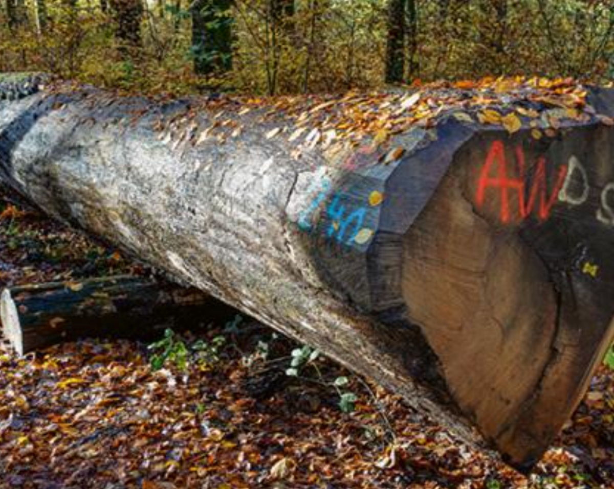 Origin of wood - purchasing logs for veneer production : Origin of wood ...